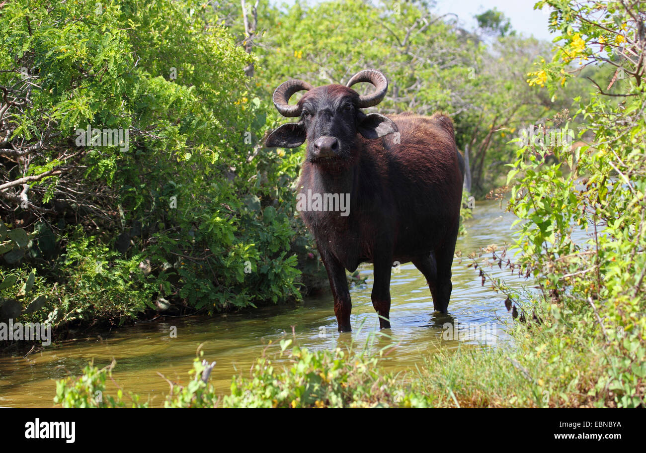 Asian water buffalo, wild water buffalo, carabao (Bubalus bubalis, Bubalus arnee), standing ion ...