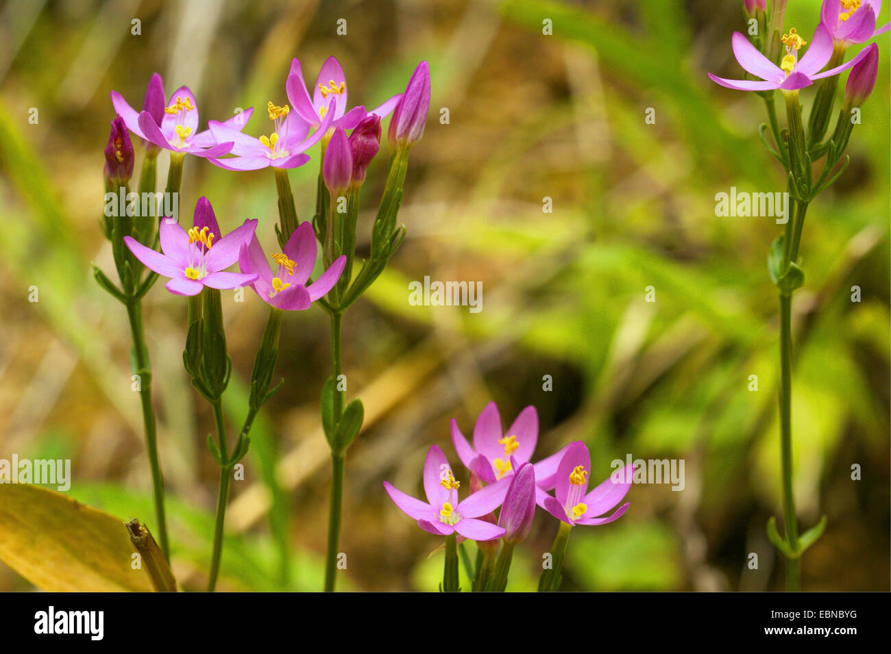 Common centaury, European centaury, Bitter herb (Centaurium erythraea ...