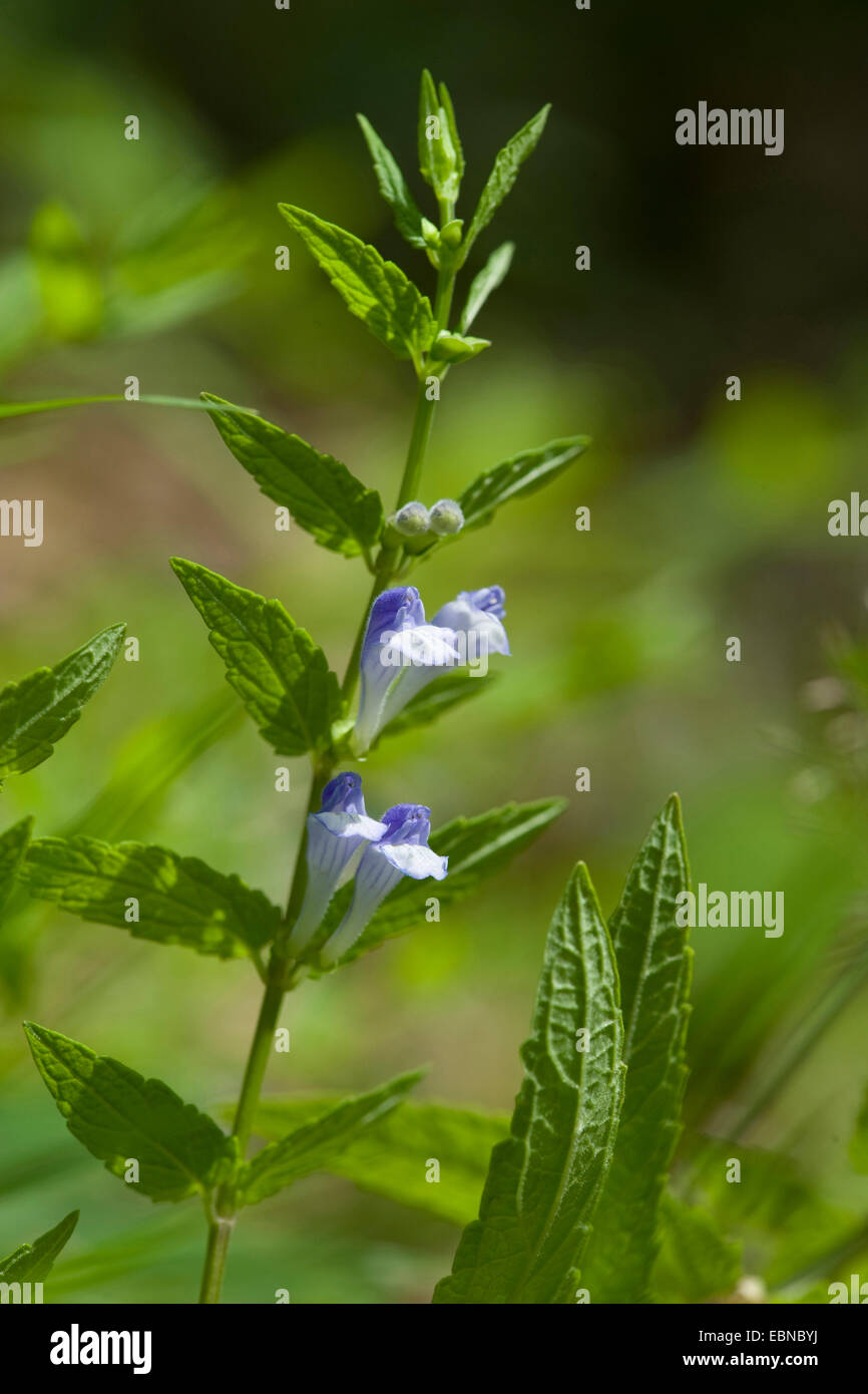 Common scullcap hi-res stock photography and images - Alamy