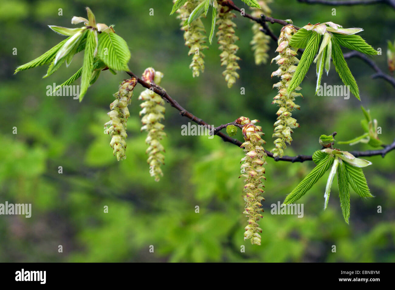 common hornbeam, European hornbeam (Carpinus betulus), blooming branch ... common hornbeam, European hornbeam (Carpinus betulus), blooming branch ...