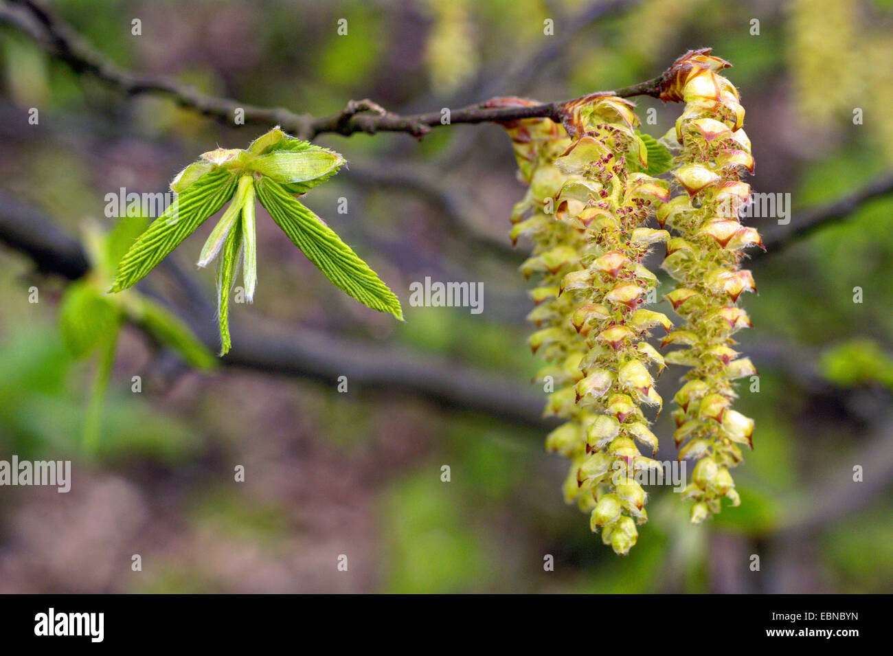 common hornbeam, European hornbeam (Carpinus betulus), blooming branch ...