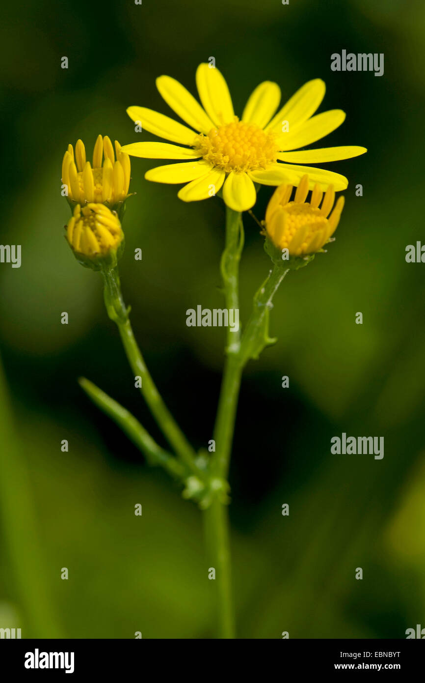 eastern marsh ragwort, marsh ragwort (Senecio aquaticus), blooming ...