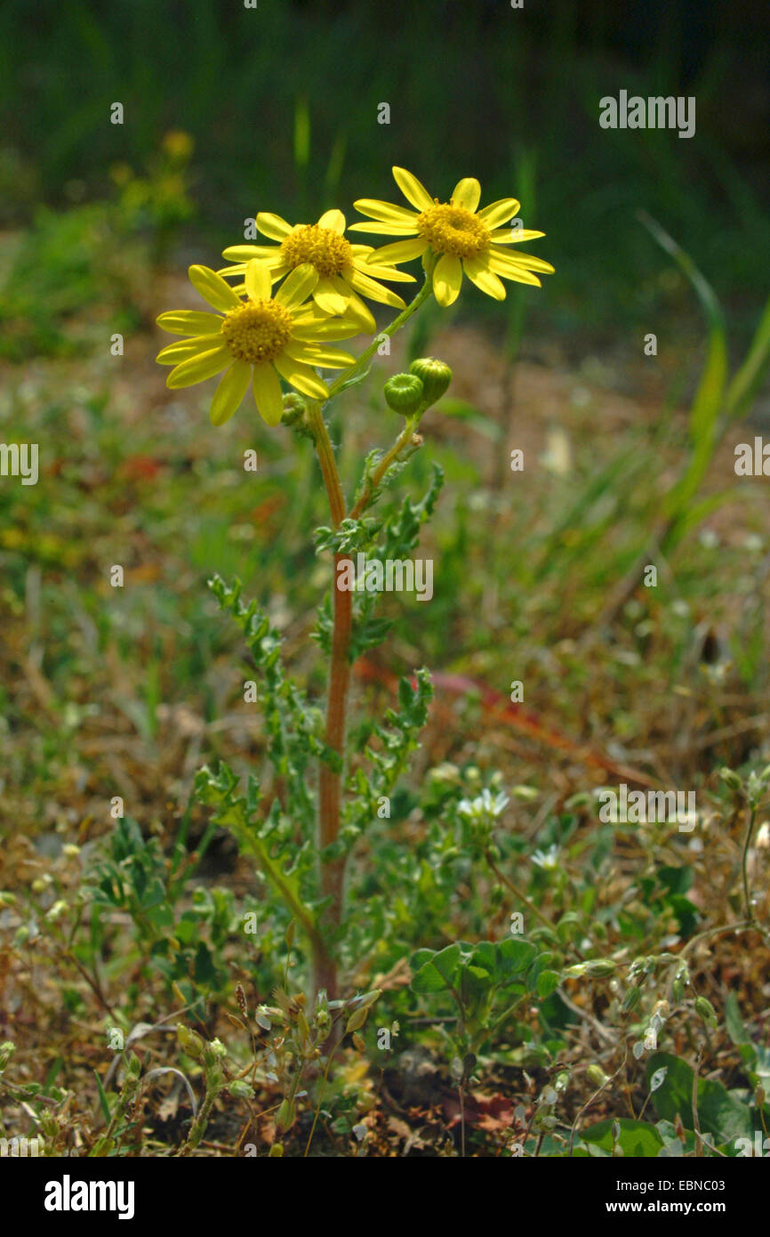 Eastern groundsel, Spring groundsel (Senecio vernalis), blooming ...