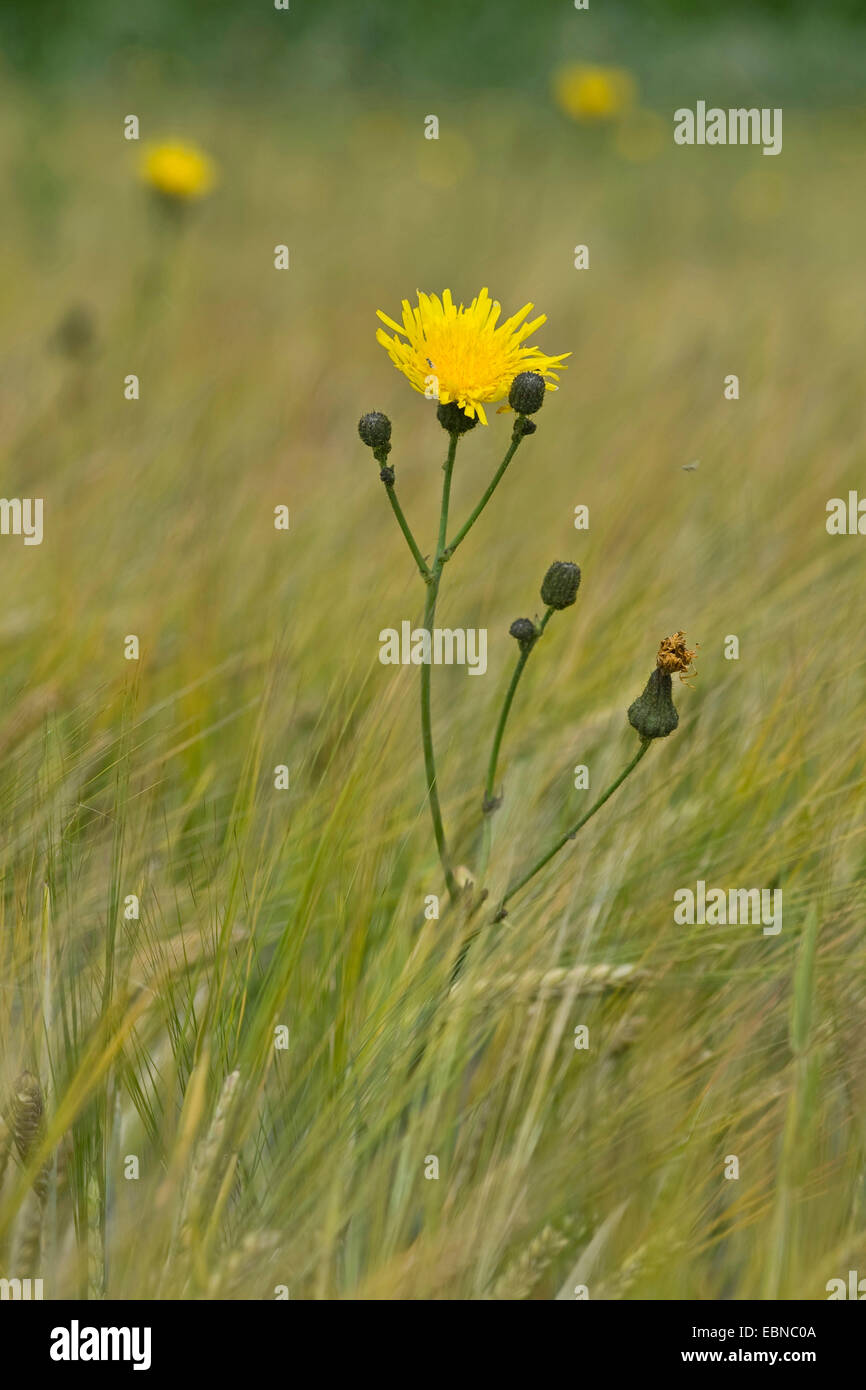 Field sow thistle, Corn sow-thistle, Perennial sow thistle (Sonchus ...