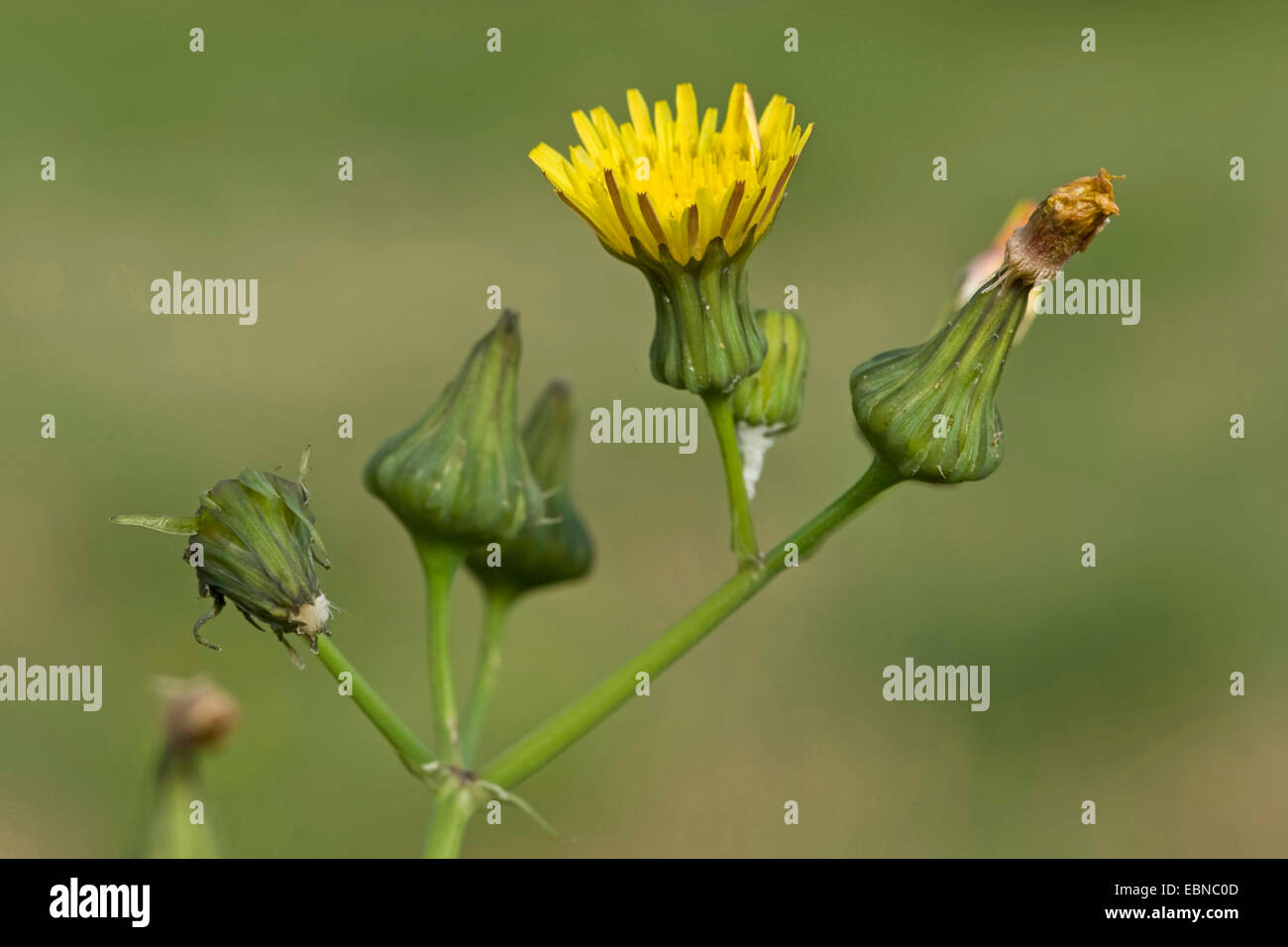 common sow thistle, annual sow thistle, common sow thistle, small sow ...