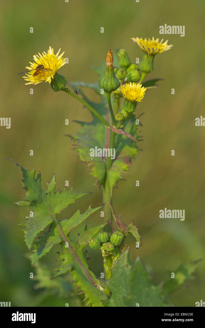 common sow thistle, annual sow thistle, common sow thistle, small sow ...