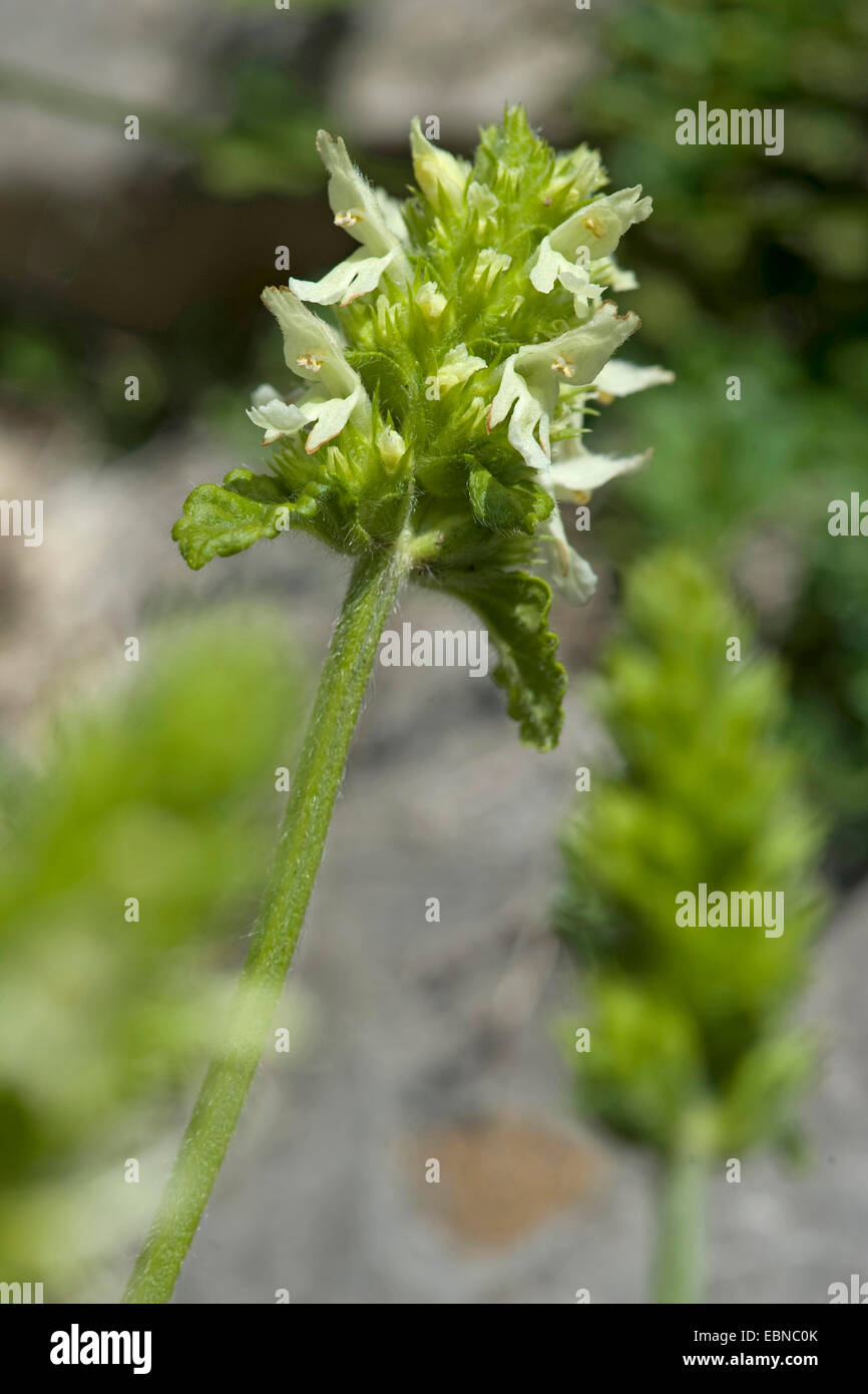Yellow betony (Stachys alopecuros, Betonica alopecuros), inflorescence ...