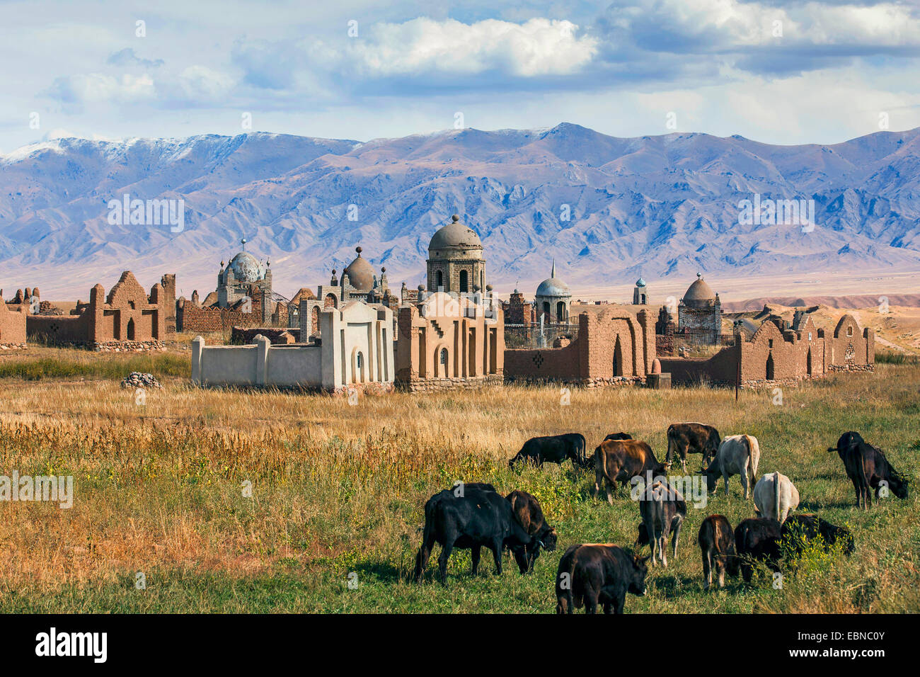 grazing cows and traditional graves made of clay bricks on Islamic ...