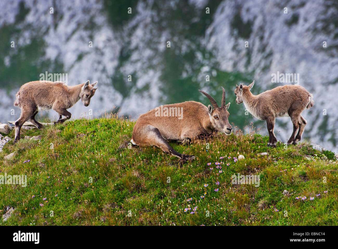 Alpine ibex (Capra ibex, Capra ibex ibex), female with two juveniles at ...