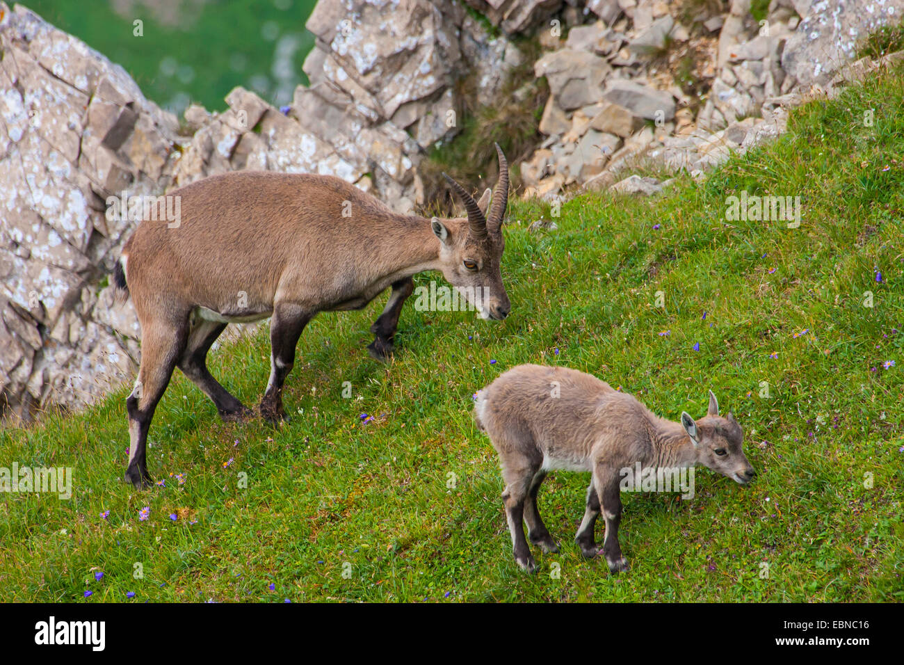 Alpine ibex (Capra ibex, Capra ibex ibex), female and juvenile grazing ...
