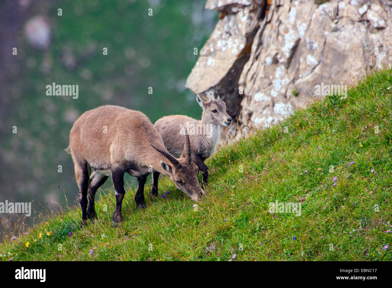 Alpine ibex (Capra ibex, Capra ibex ibex), female and juvenile grazing ...