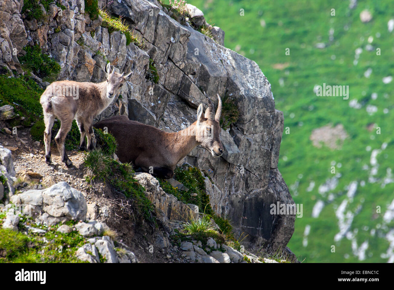 Alpine ibex (Capra ibex, Capra ibex ibex), female with juvenile on a ...