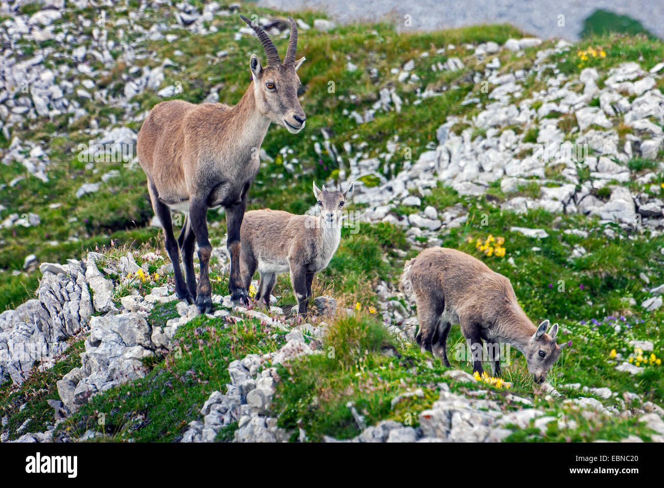 Alpine ibex (Capra ibex, Capra ibex ibex), female with two juveniles on ...