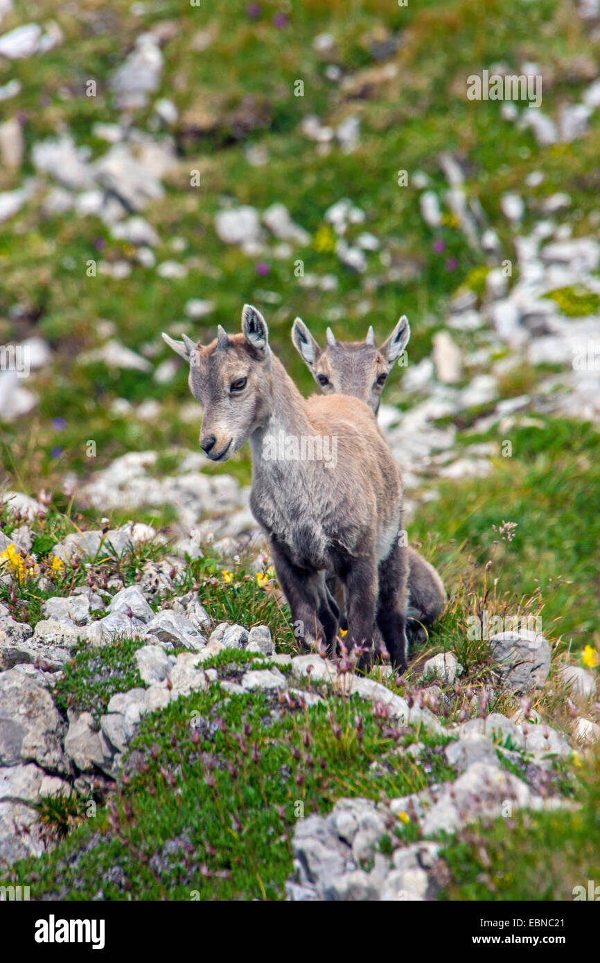 Alpine ibex (Capra ibex, Capra ibex ibex), female with juvenile on a ...