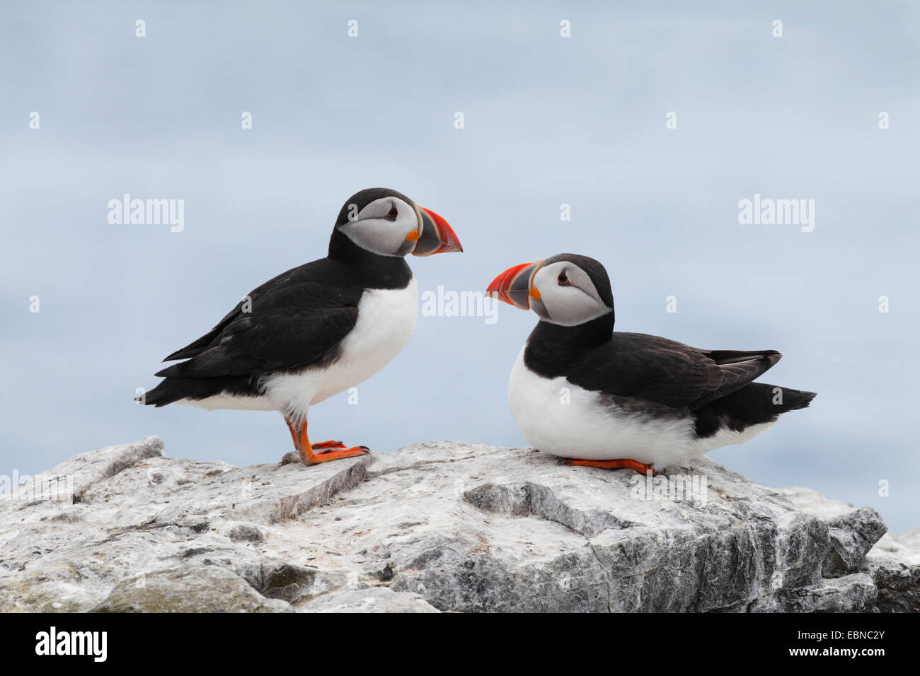 Atlantic puffin, Common puffin (Fratercula arctica), two adult birds on ...