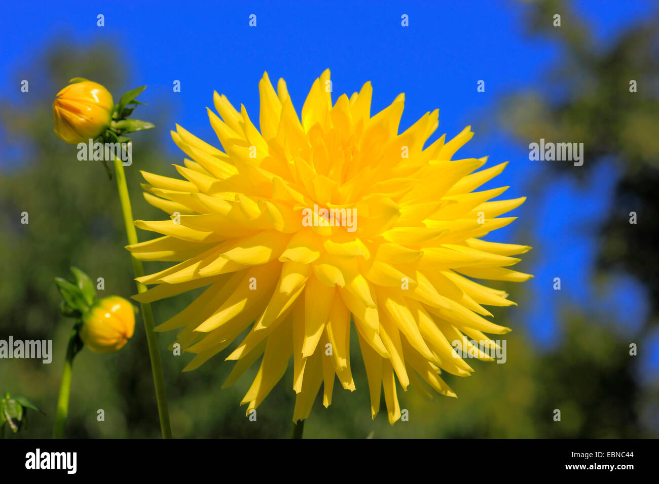 georgina (Dahlia spec.), flower and buds of a cactus georgina Stock ...