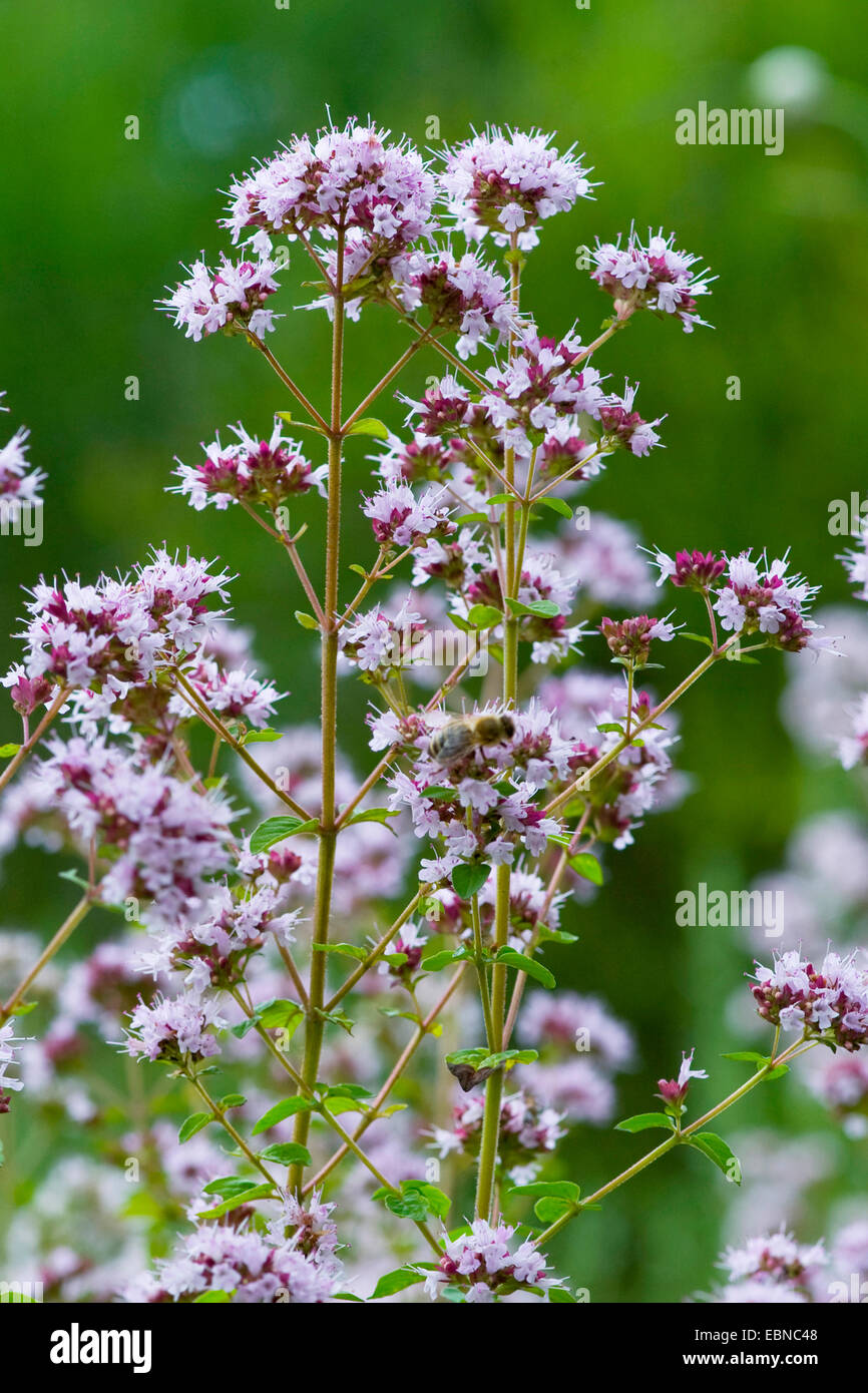 wild origanum, wild marjoram (Origanum vulgare), blooming, Germany ...