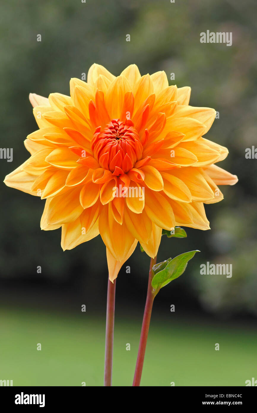 georgina (Dahlia spec.), flower of a decorative georgina Stock Photo ...