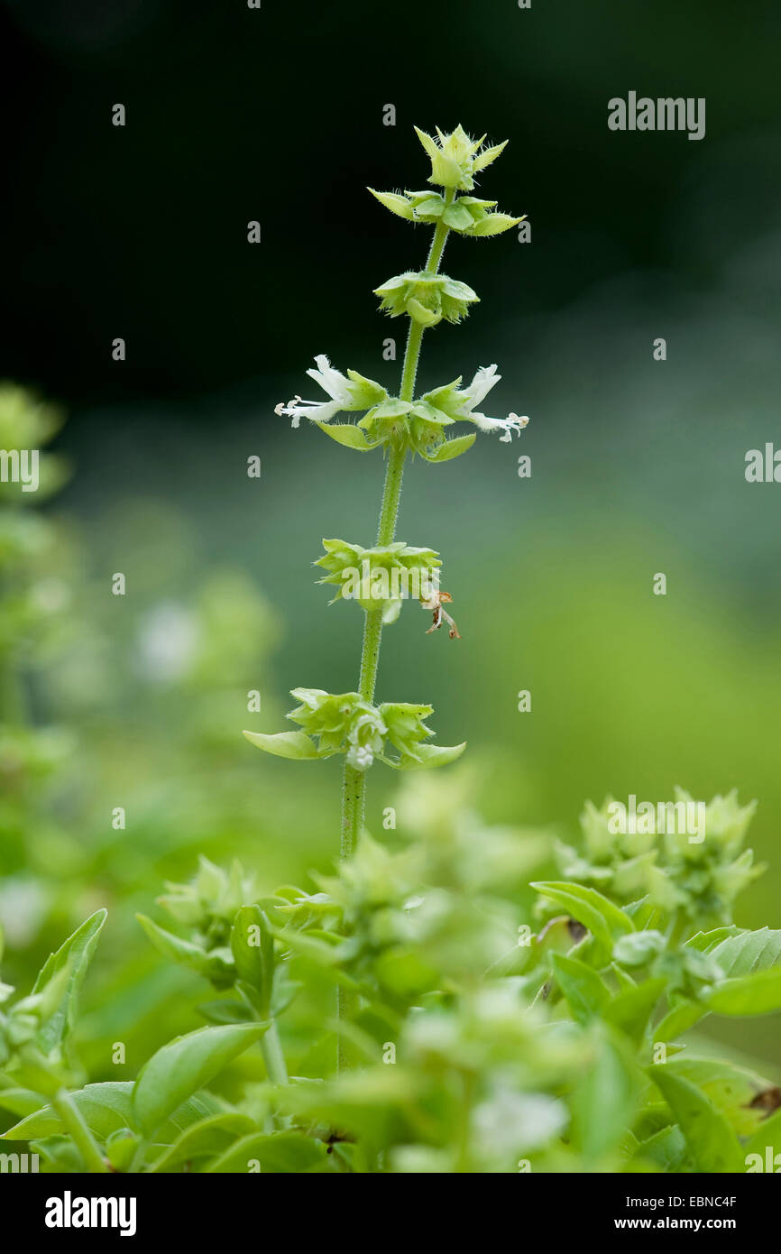 sweet basil (Ocimum basilicum), blooming Stock Photo - Alamy