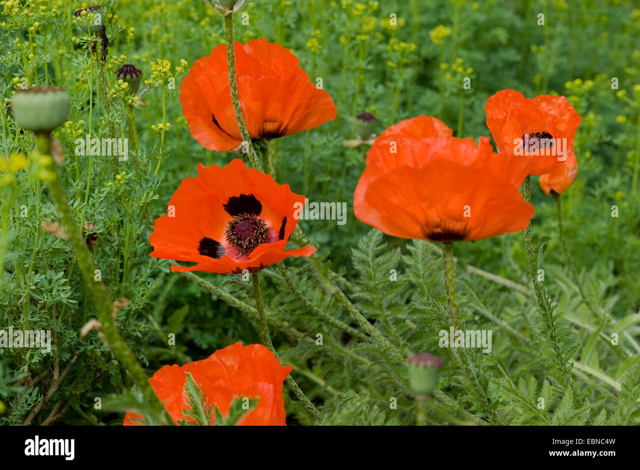 Papaver bracteatum hi-res stock photography and images - Alamy