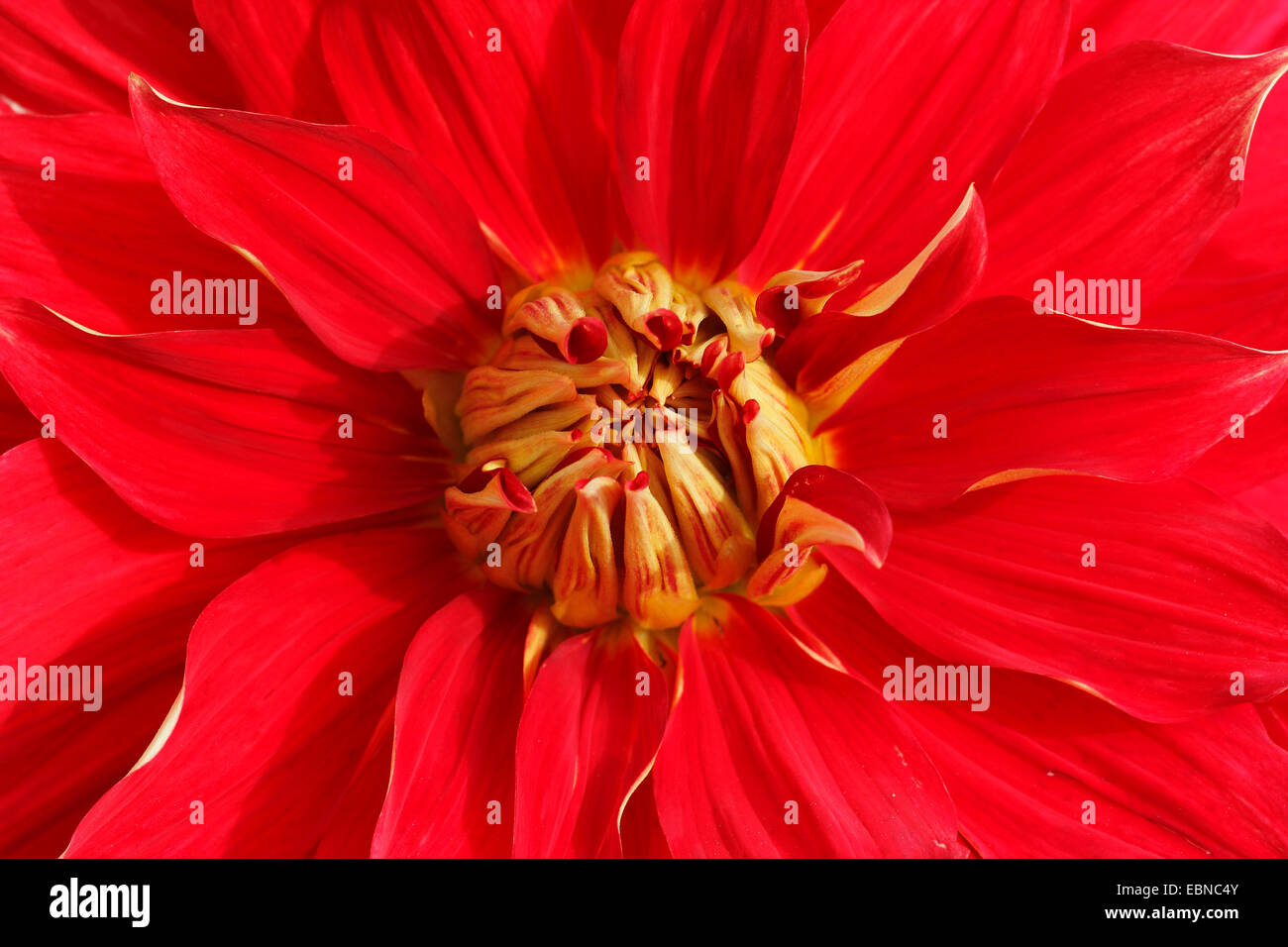 georgina (Dahlia spec.), detail of flower of a decorative georgina ...