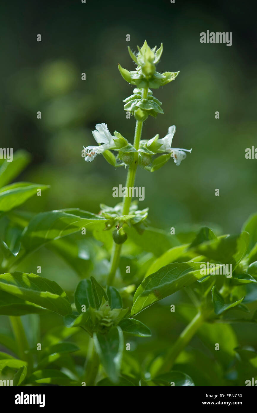 sweet basil (Ocimum basilicum), blooming Stock Photo - Alamy