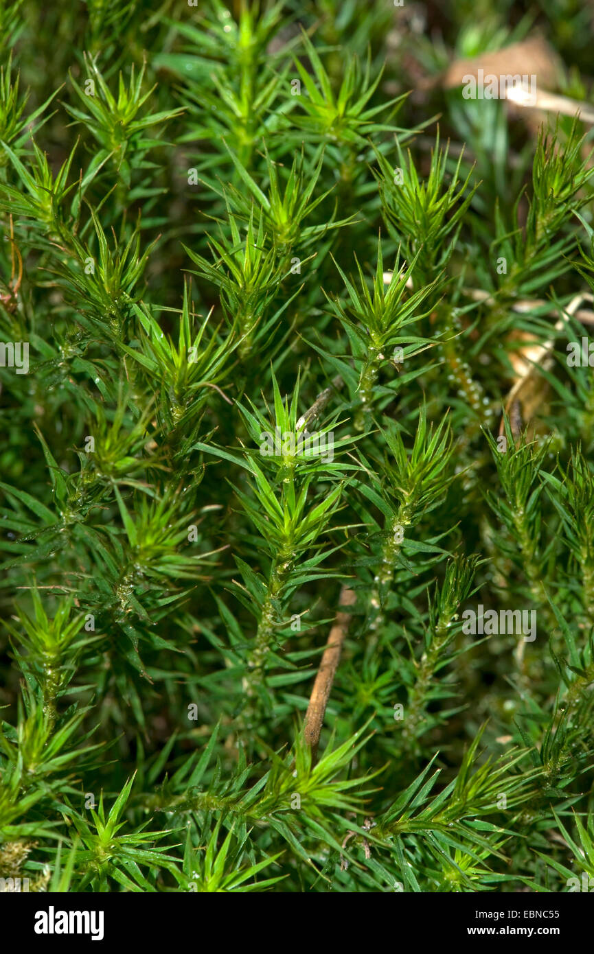 Star Moss, Haircap Moss, Hair Moss (Polytrichum formosum, Polytrichum ...
