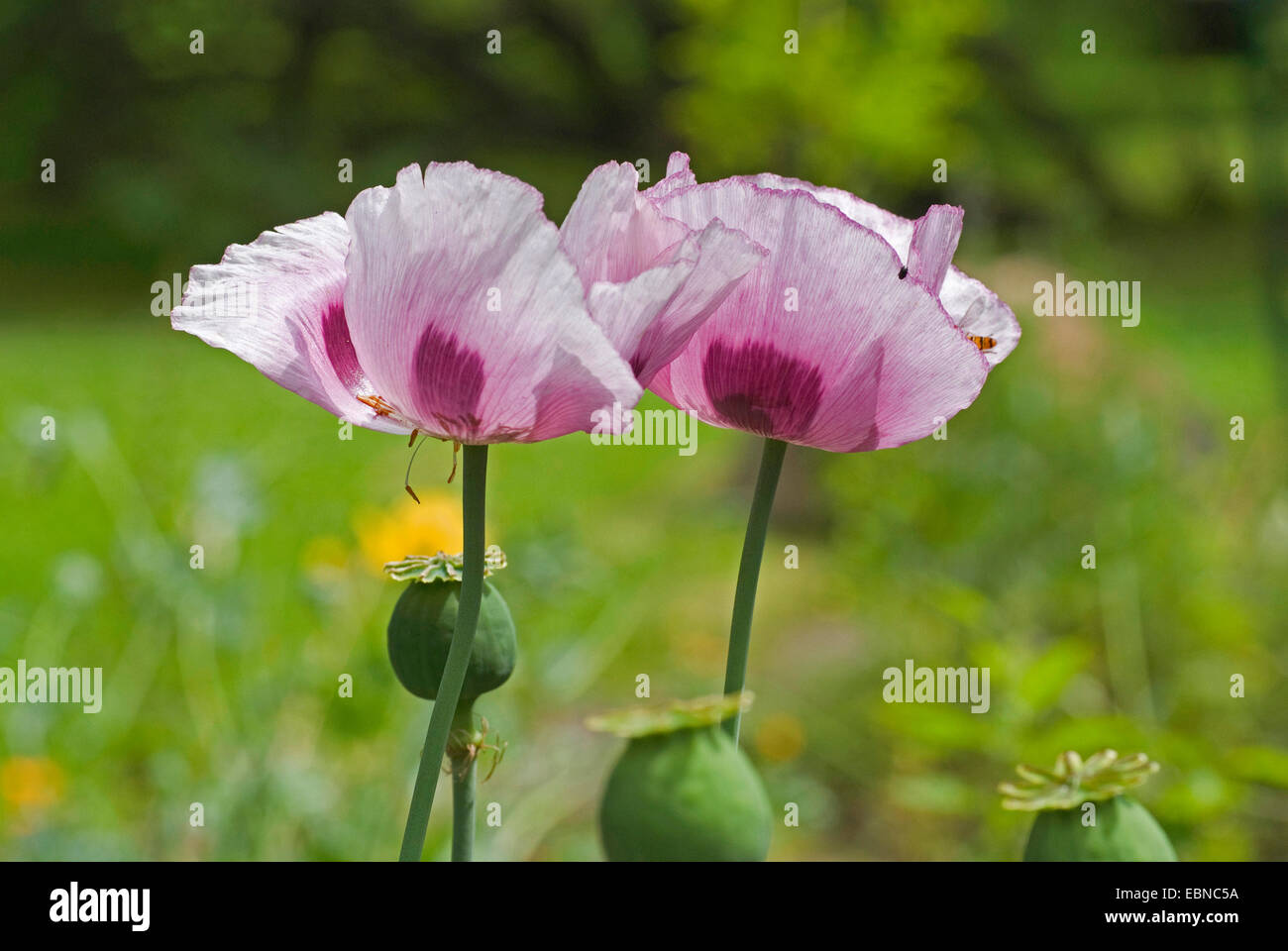 opium poppy (Papaver somniferum), with flowers and immature fruits ...
