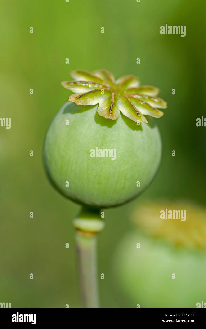 opium poppy (Papaver somniferum), immature fruit Stock Photo - Alamy