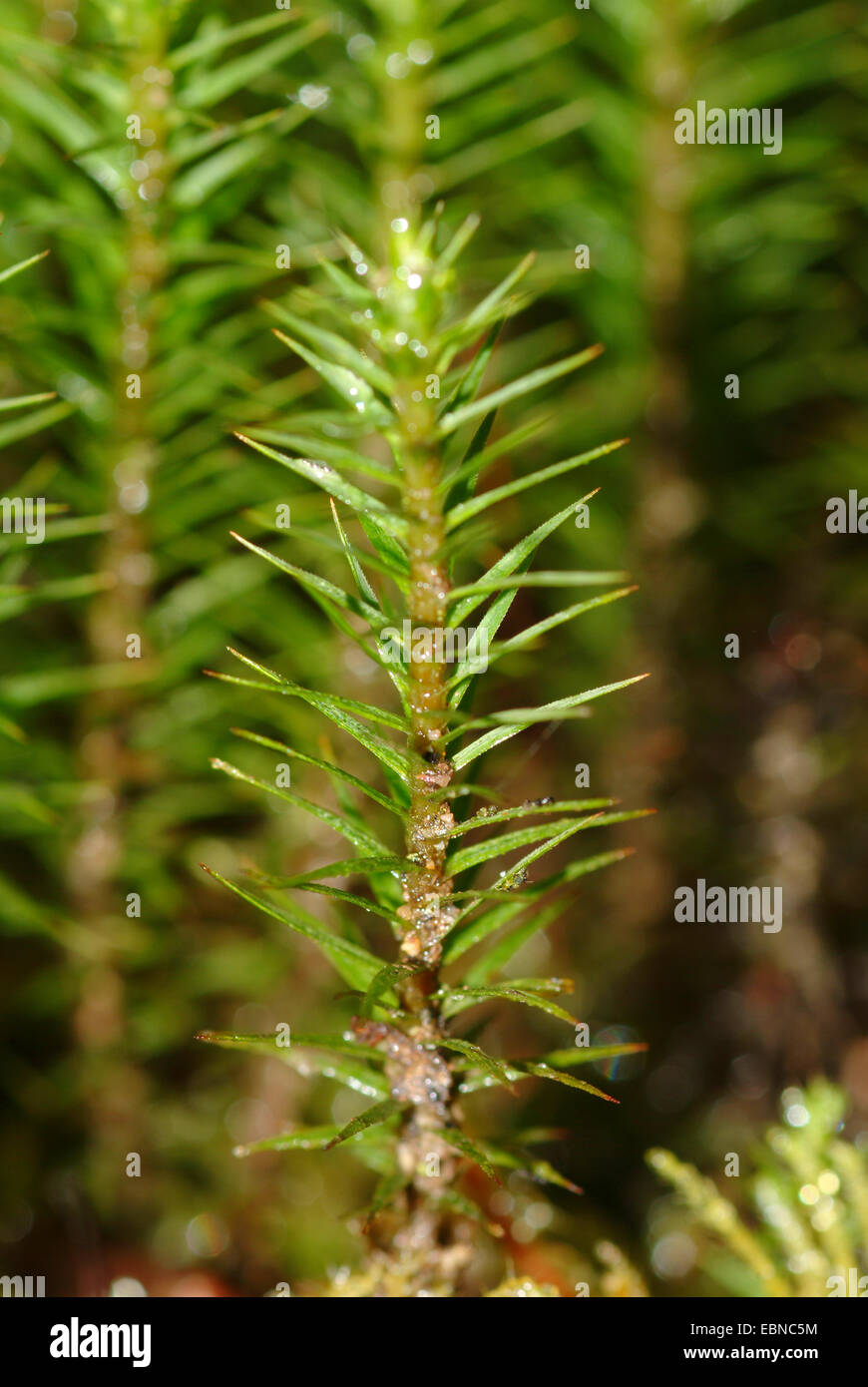 Star Moss, Haircap Moss, Hair Moss (Polytrichum formosum, Polytrichum ...