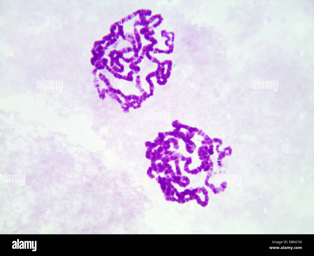 Chromosomes hi-res stock photography and images - Alamy Chromosomes hi-res stock photography and images - Alamy