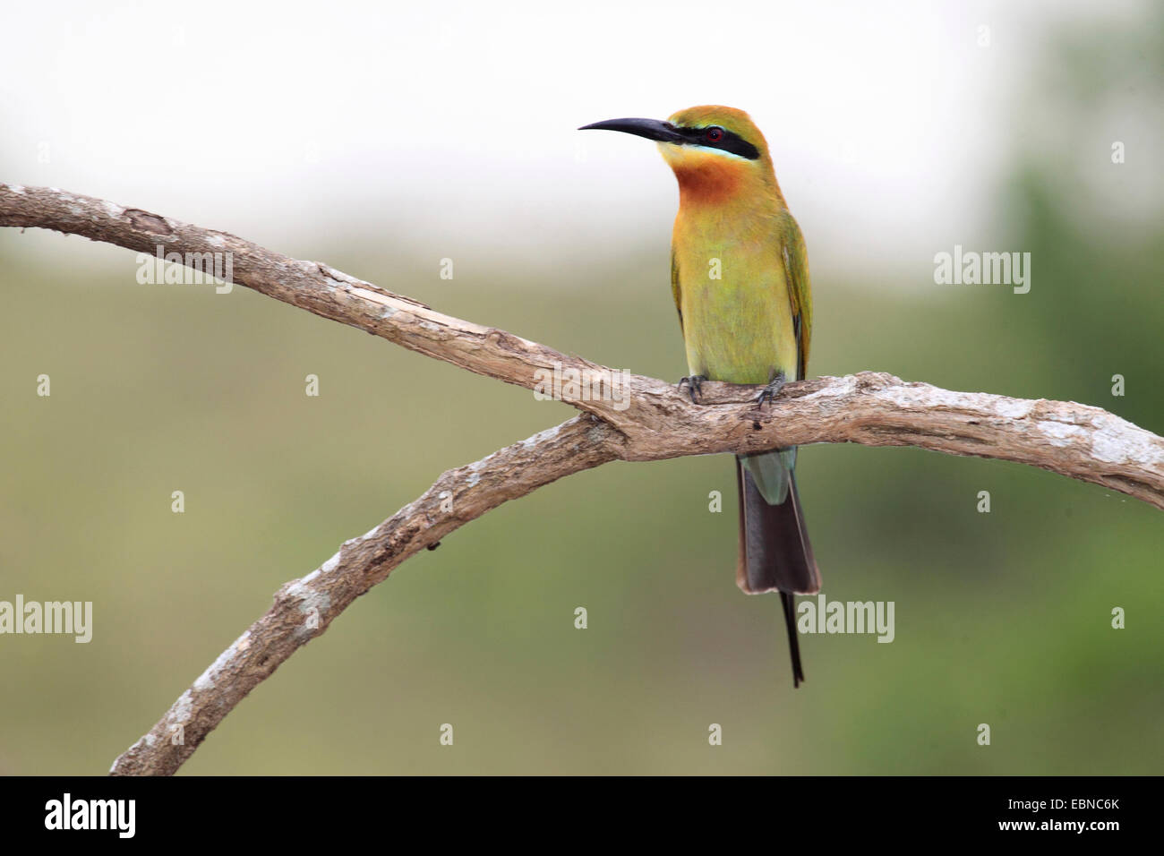 Blue-tailed Bee-eater (Merops philippinus), on a branch, Sri Lanka ...
