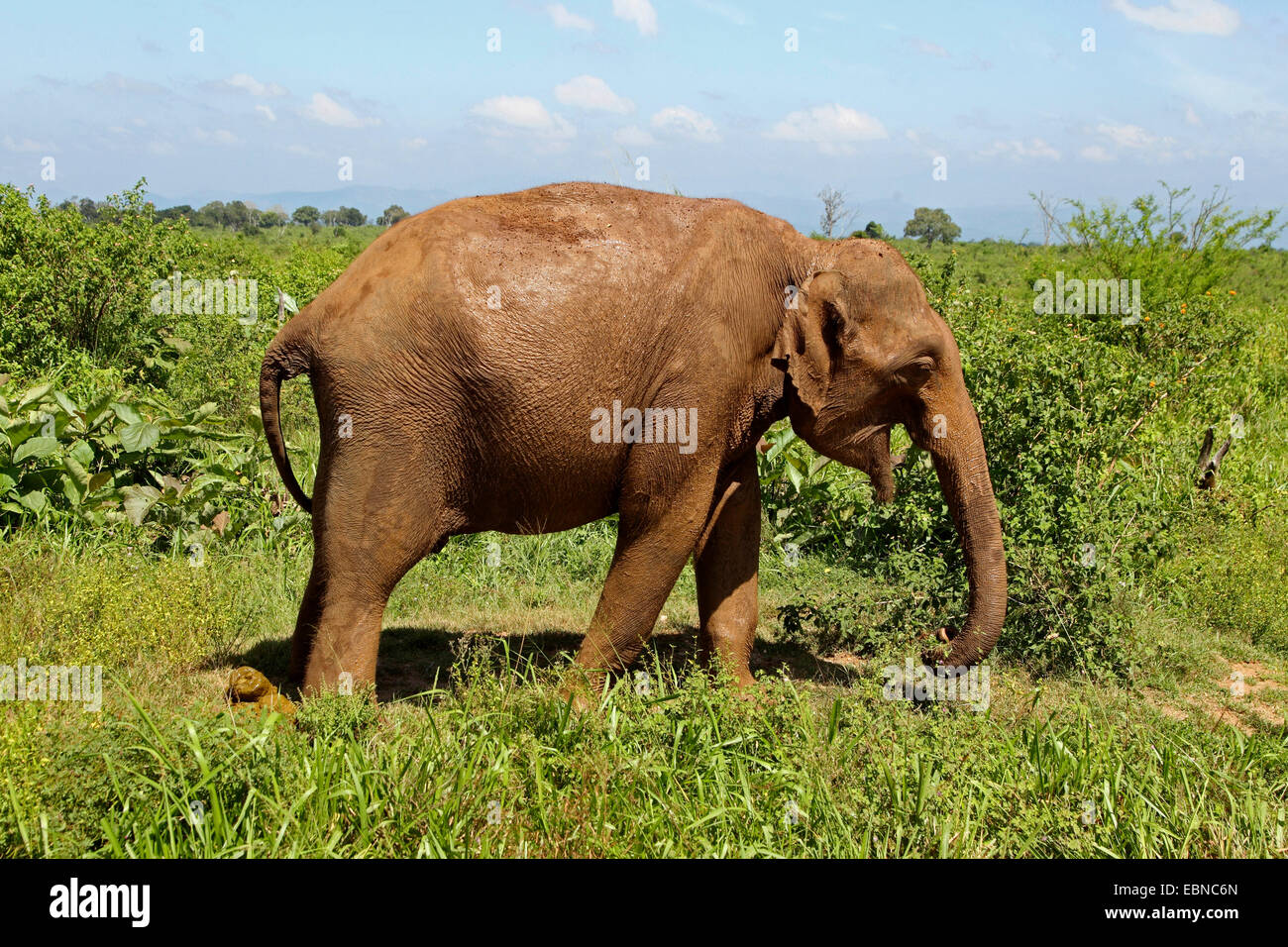 Sri lanka national animal hi-res stock photography and images - Alamy