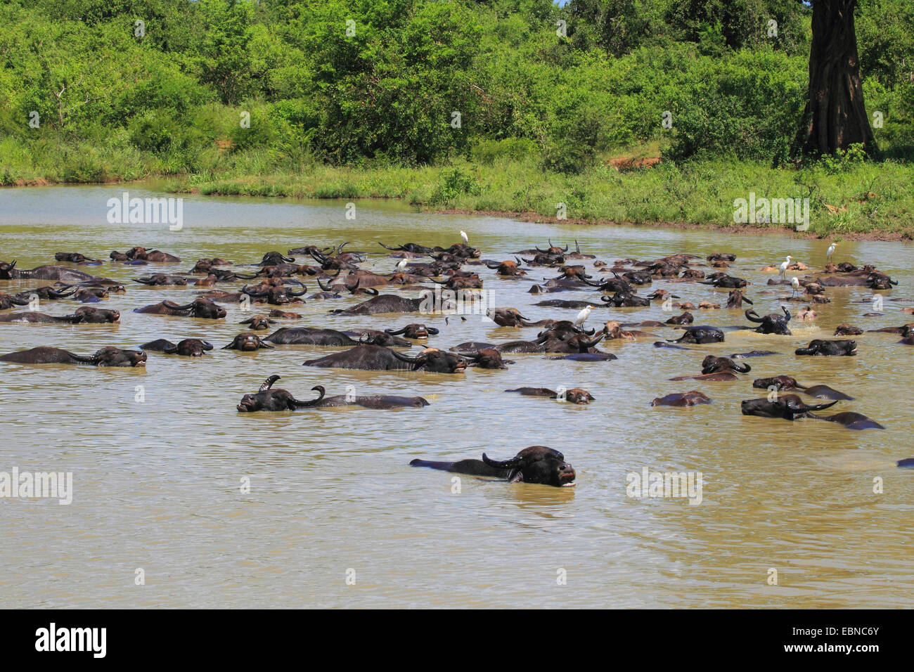 Asian water buffalo, wild water buffalo, carabao (Bubalus bubalis ...