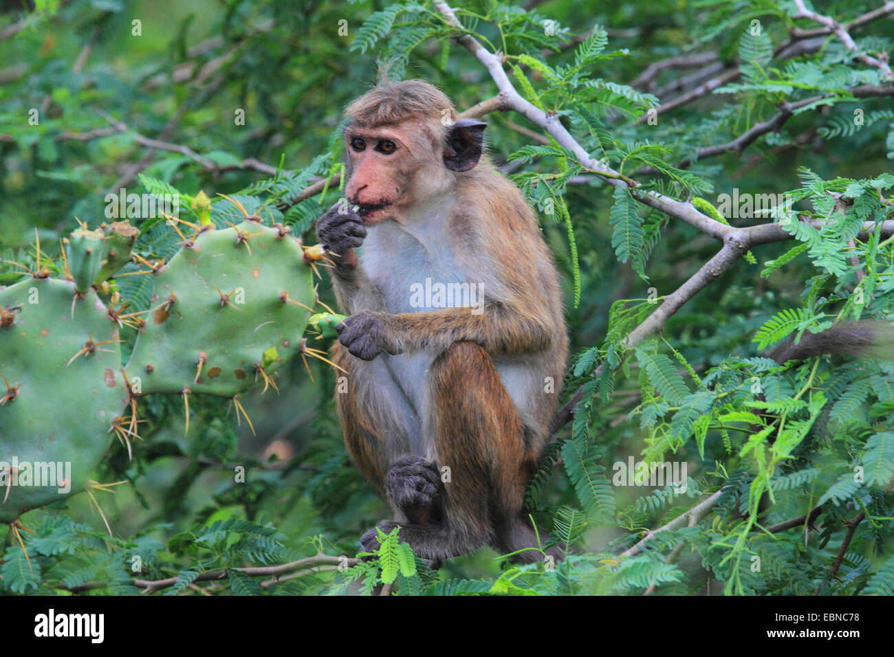 toque macaque (Macaca sinica), sitting in the shrubbery and feeding ...