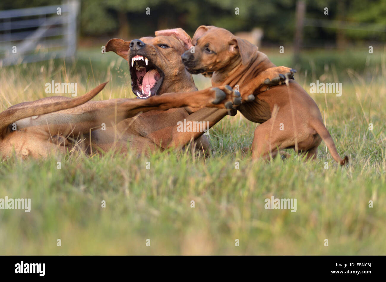 Rhodesian ridgeback hi-res stock photography and images - Alamy
