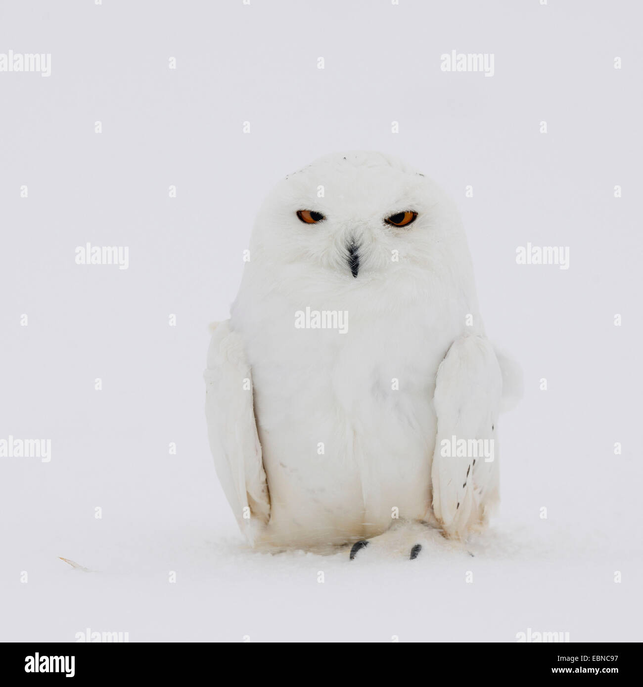 Snowy Owl (Strix scandiaca, Nyctea scandiaca, Bubo scandiacus), male at ...