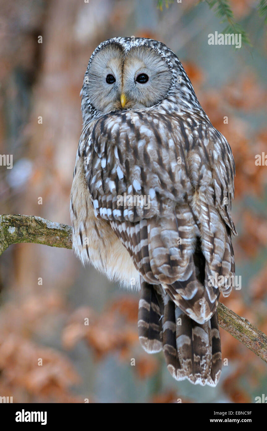 ural owl (Strix uralensis), female in late winter, Germany, Bavaria ...