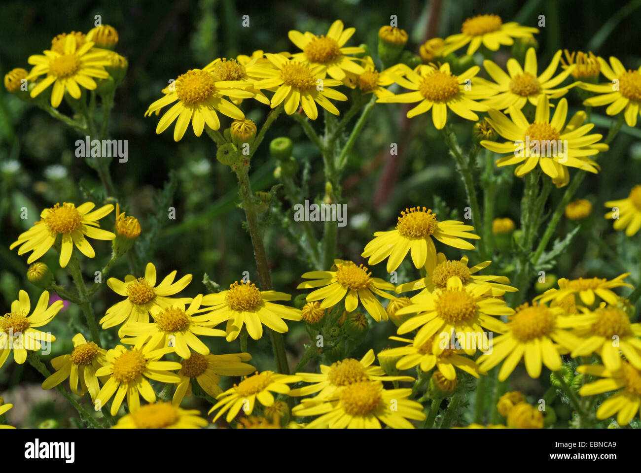 Eastern groundsel, Spring groundsel (Senecio vernalis), blooming ...