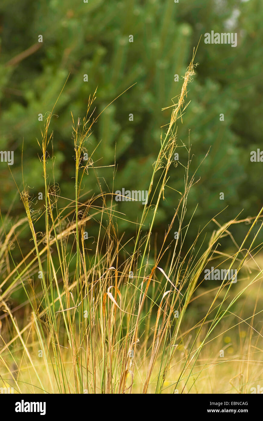 Needlegrass (Stipa capillata), blooming, Germany Stock Photo - Alamy