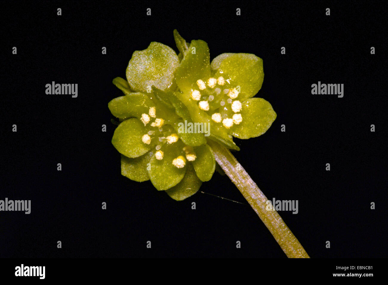 Muskroot hi-res stock photography and images - Alamy