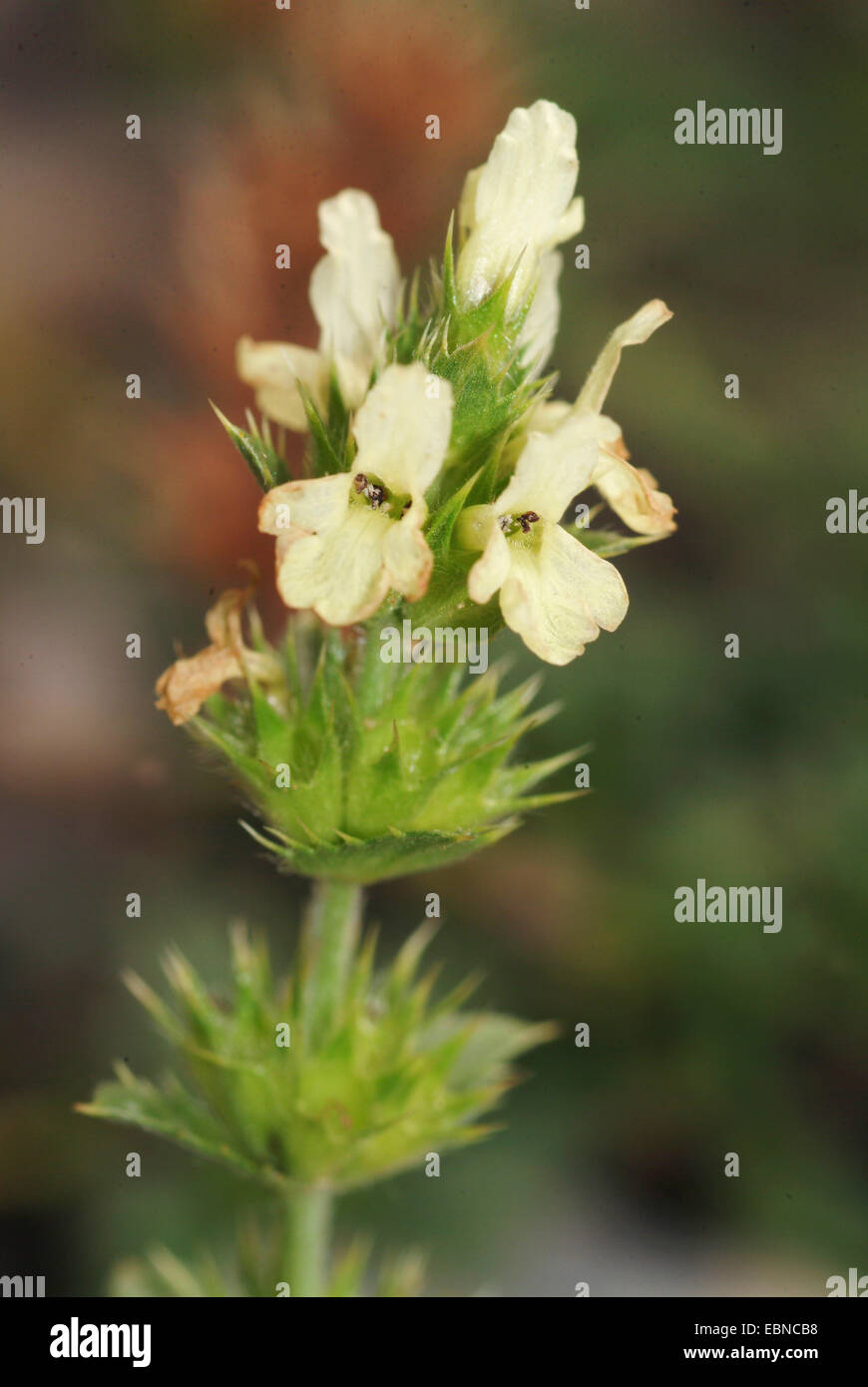 Ironwort, Mountain tea (Sideritis glacialis), blooming Stock Photo - Alamy