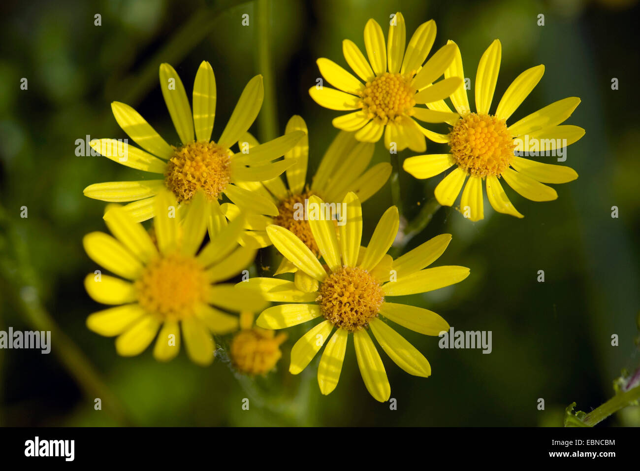 eastern marsh ragwort, marsh ragwort (Senecio aquaticus), blooming ...