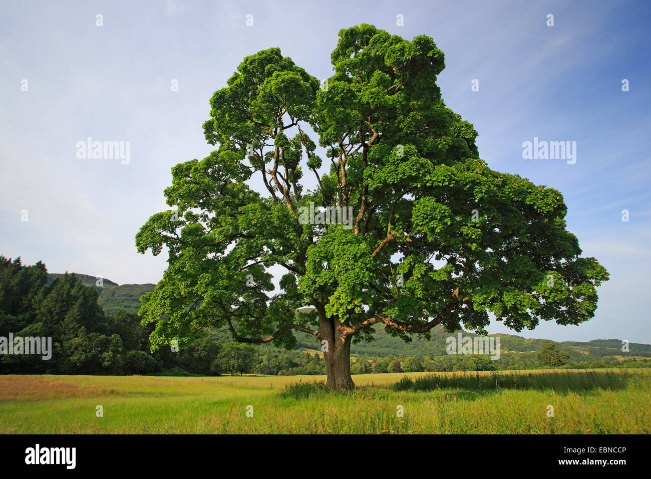 sycamore maple, great maple (Acer pseudoplatanus), on a meadow, United ...