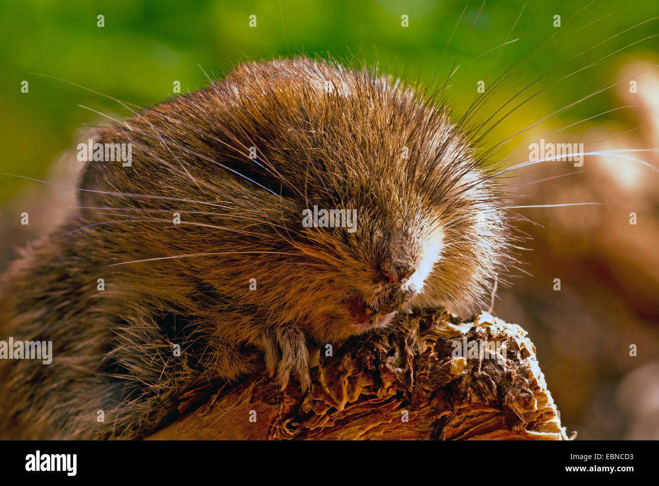 European pine vole (Microtus subterraneus, Pitymys subterraneus), head ...