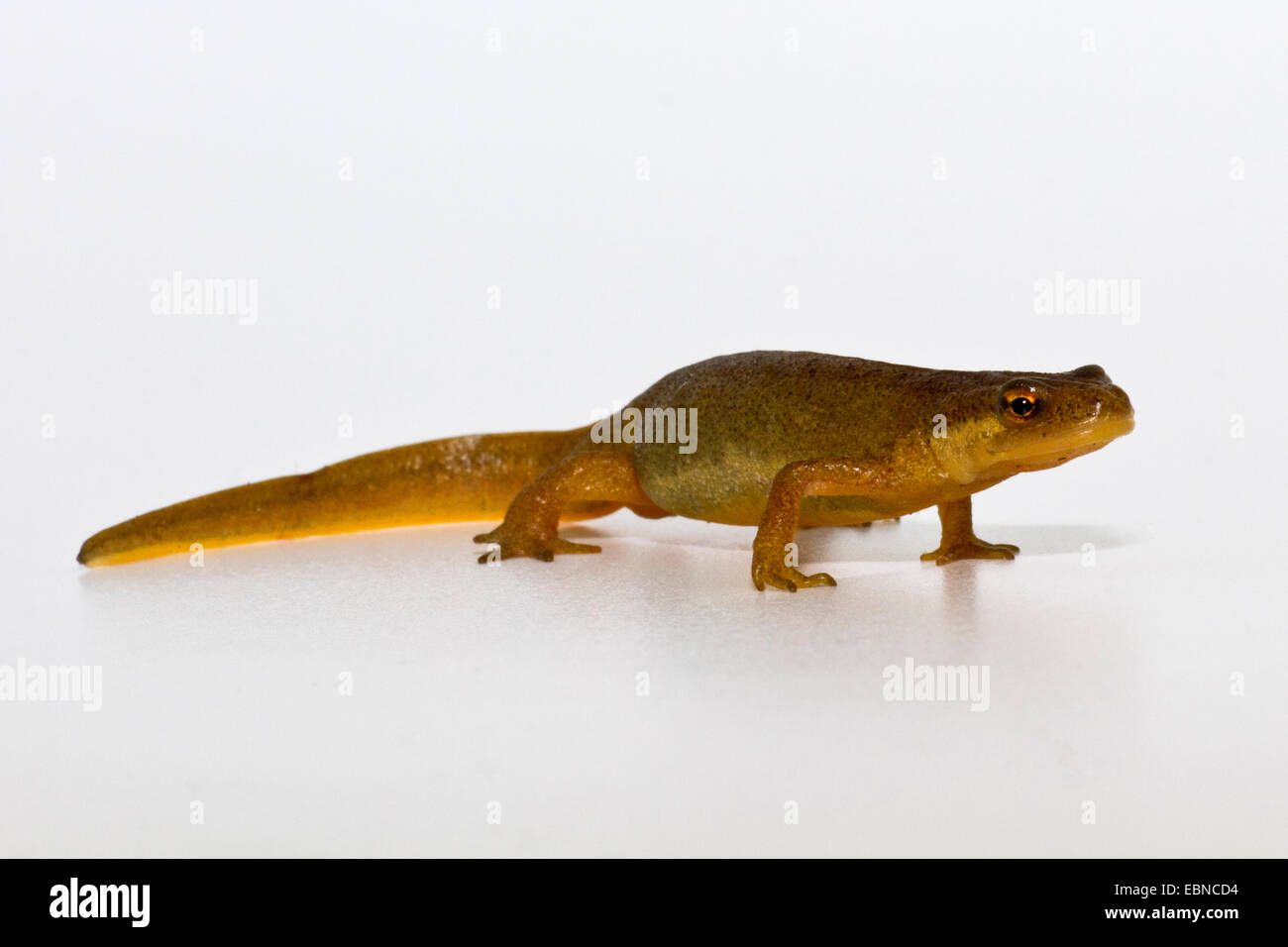 Palmate newt (Triturus helveticus, Lissotriton helveticus), in front of ...
