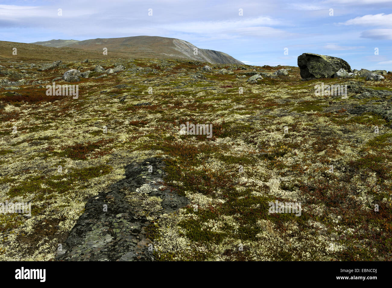 Arctic Tundra Lichens