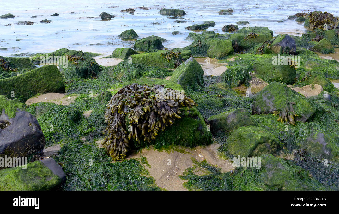 Green Seaweed In Ocean