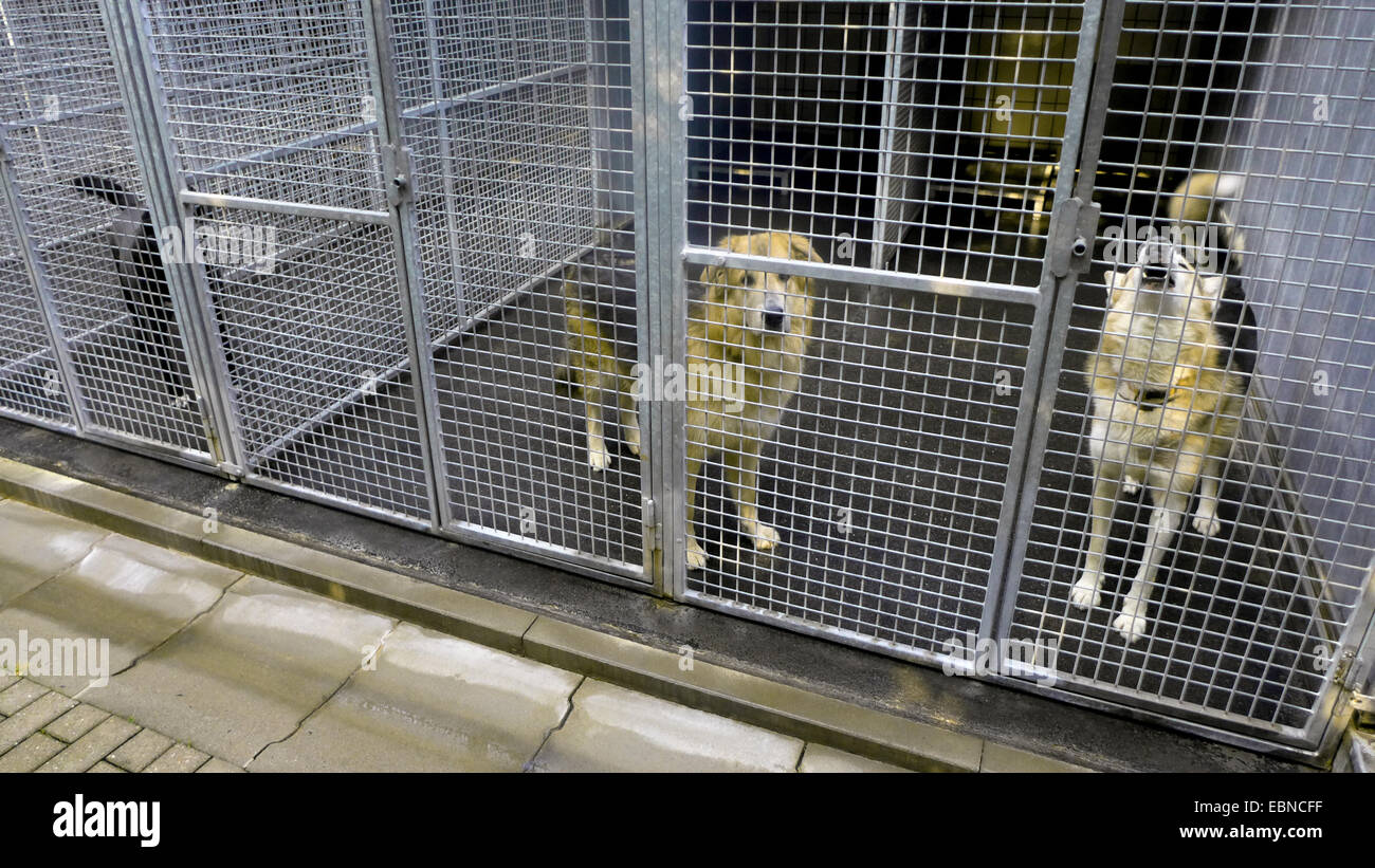 Animals in distress hi-res stock photography and images - Alamy