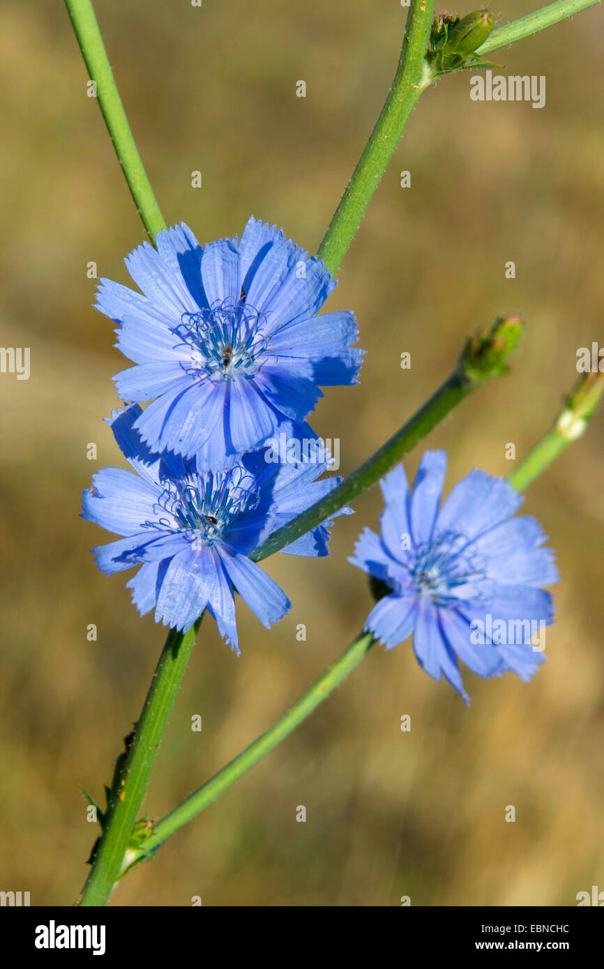 blue sailors, common chicory, wild succory (Cichorium intybus ...
